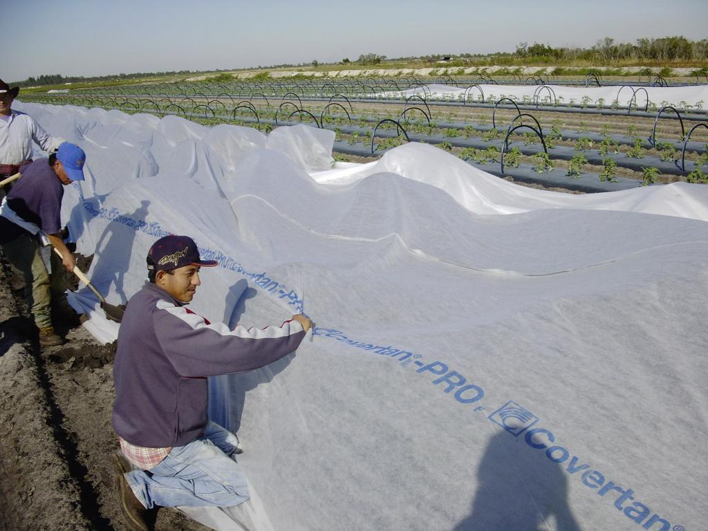 Types Of Plastic Crop Cover at Ruby Najar blog