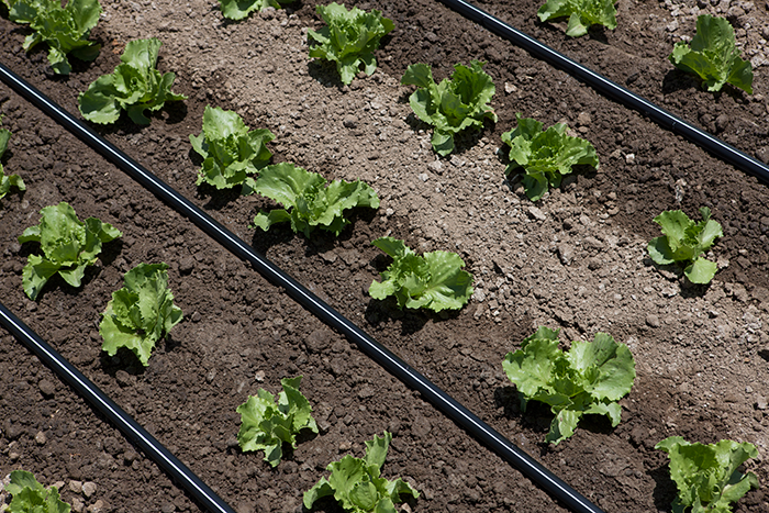 T-Tape | Rain-Flo Irrigation